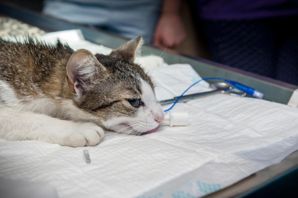 Understanding Renal Failure in Cats: A Guide for Pet Owners - Aurorapetvet